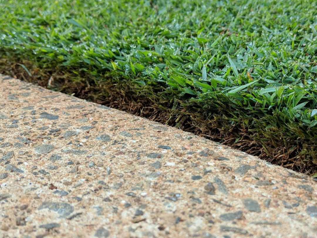 Types Of Lawn Grass & Turf Varieties | Lilydale Instant Lawn
