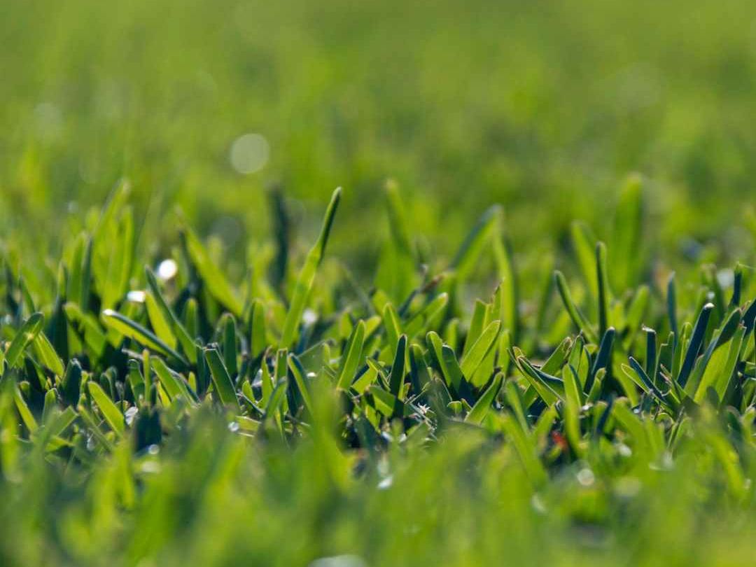 Types Of Lawn Grass & Turf Varieties | Lilydale Instant Lawn