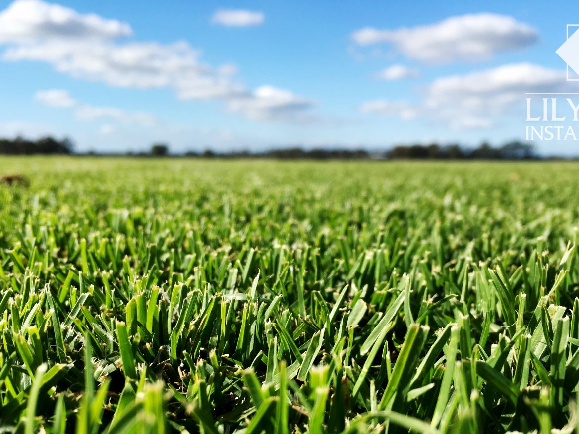 Types Of Lawn Grass & Turf Varieties | Lilydale Instant Lawn
