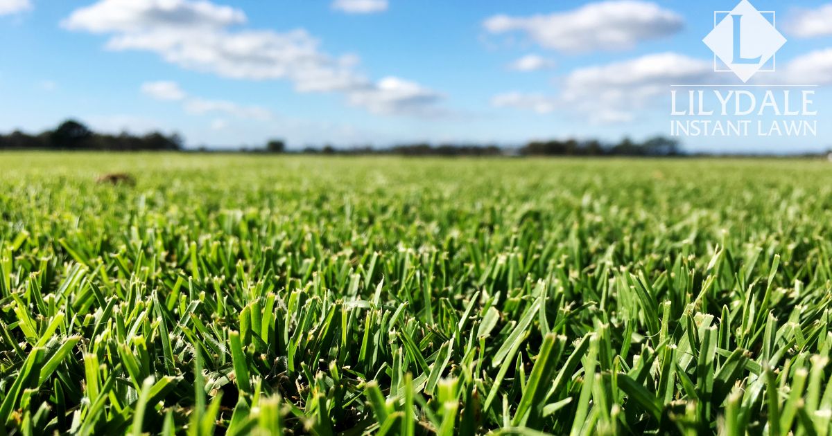 How To Prepare For Laying Turf | Turf Preparation Guide