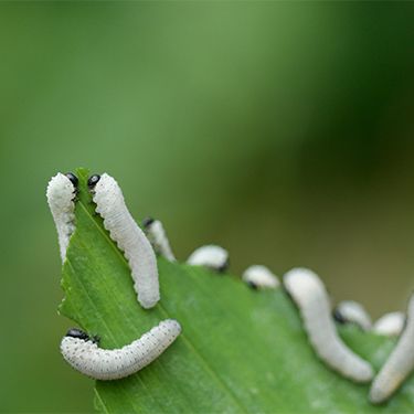 Identify & Fight Lawn Pests | Protect Your Lawn & Garden