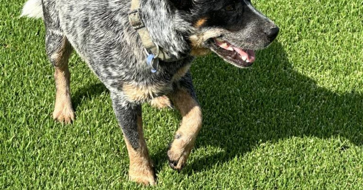 Dealing With Dogs Destroying Your Lawn | Lawn Protection Tips