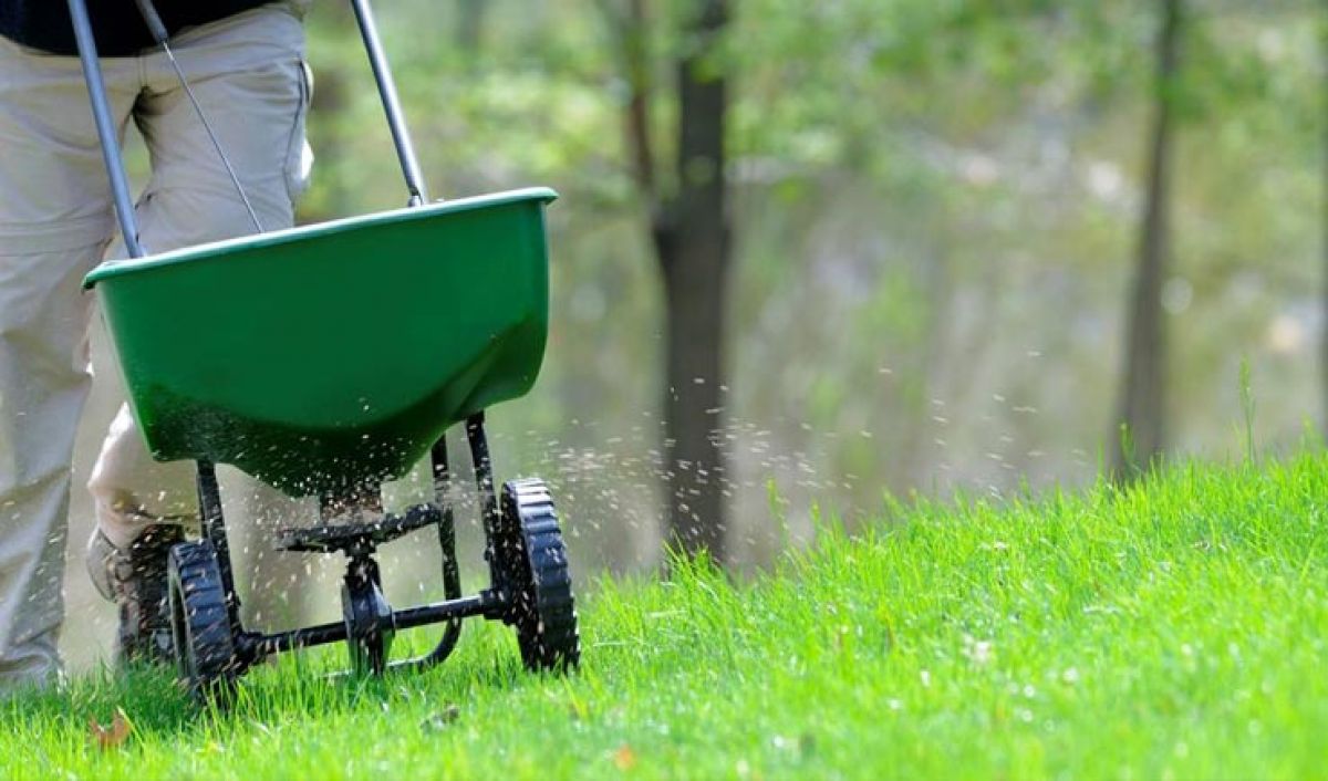 Guide To Fertilising Lawn: Why, When & How | Lilydale