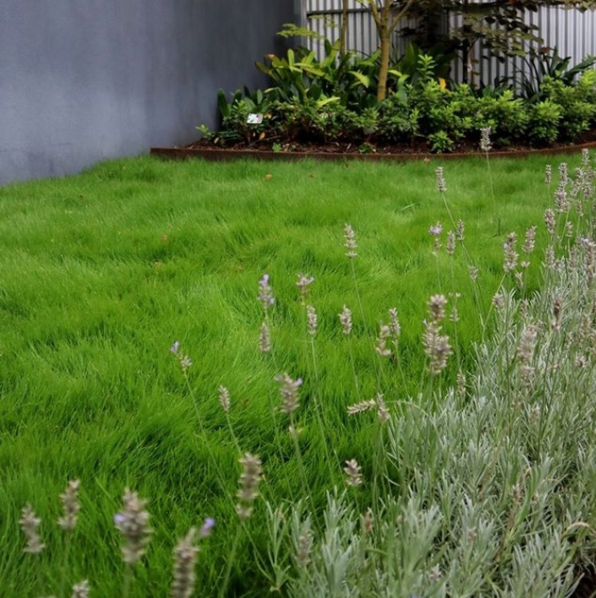 Your Guide To Choosing The Right Grass Types For Your Backyard