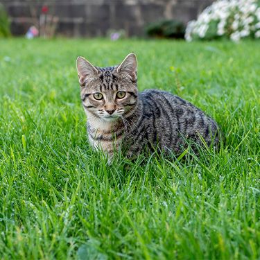 Your Guide To Choosing The Right Grass Types For Your Backyard