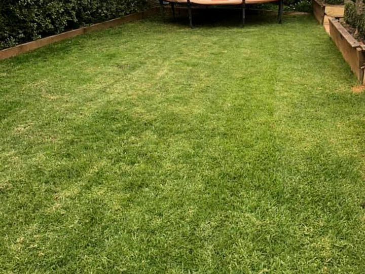 Types Of Lawn Grass & Turf Varieties | Lilydale Instant Lawn