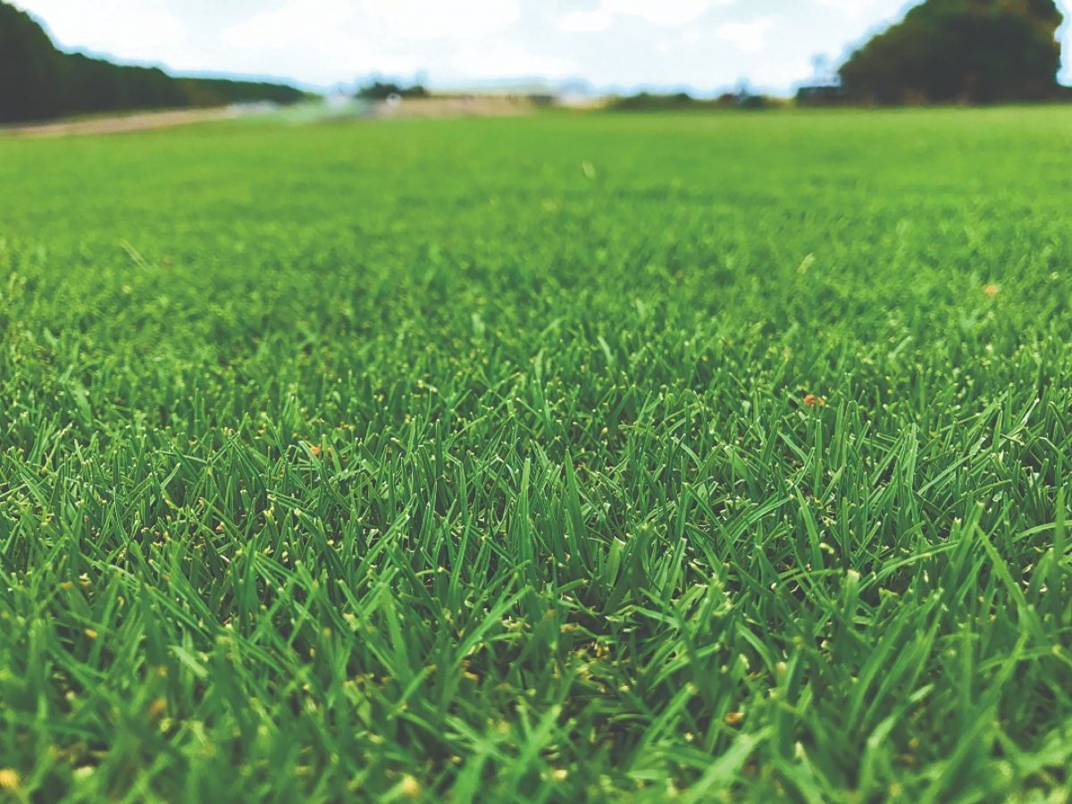 Your Guide To Choosing The Right Grass Types For Your Backyard
