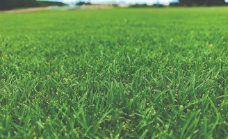 TifTuf Bermuda Melbourne Supplier | Lilydale Instant Lawn