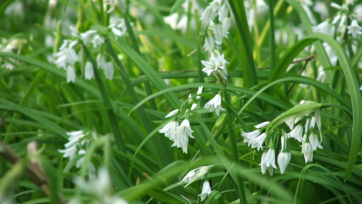 Autumn Weed Control | Lilydale