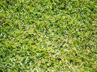 Types Of Lawn Grass & Turf Varieties | Lilydale Instant Lawn