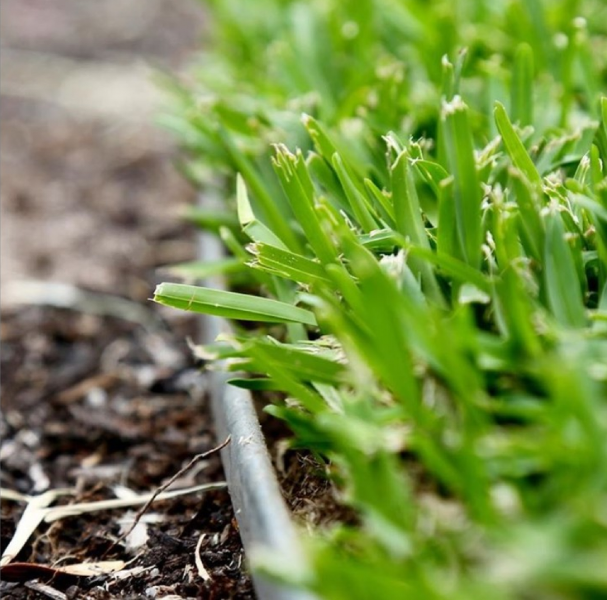 Buffalo Lawn Care | Tips for Healthy Grass Growth