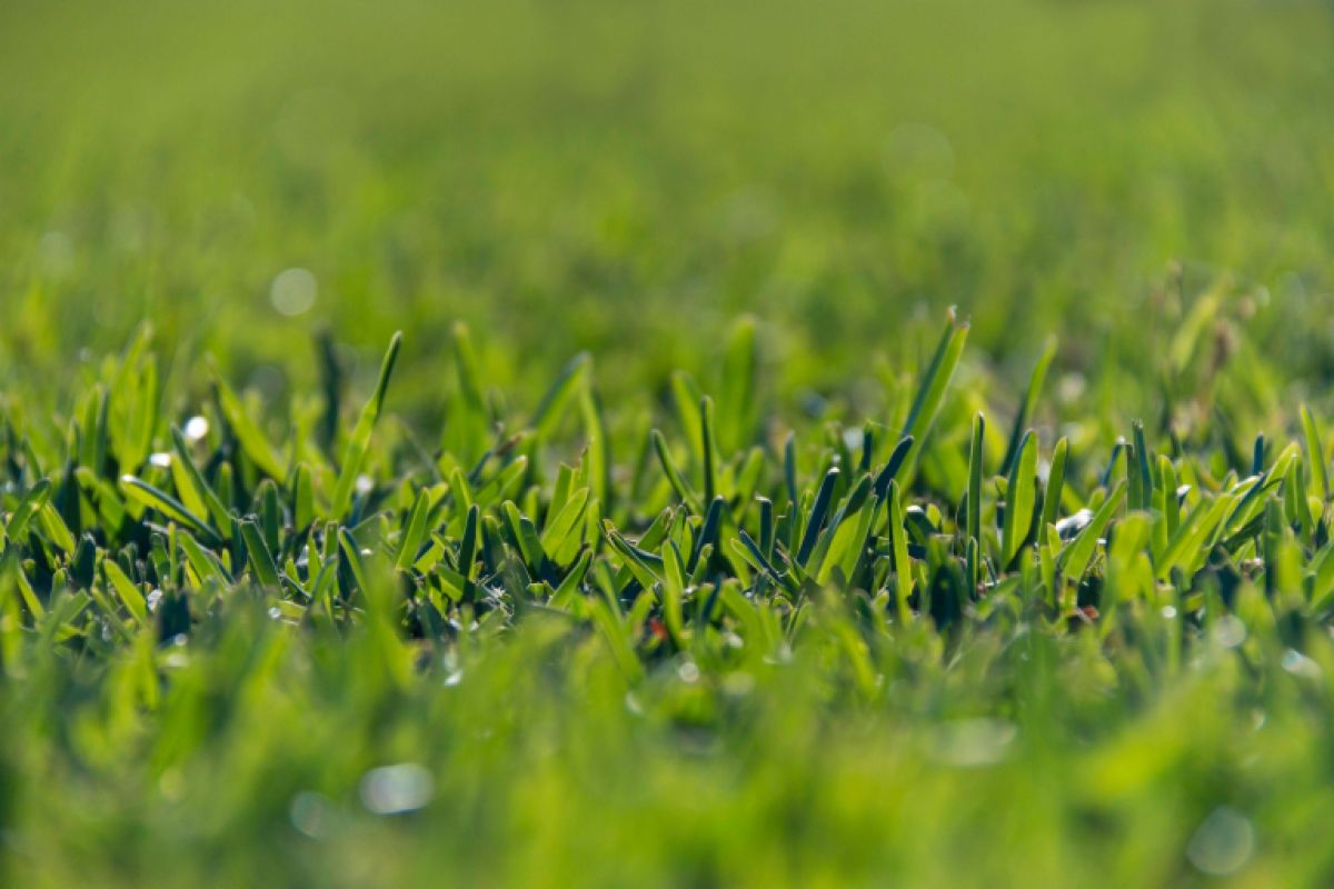 How To Prepare For Laying Turf | Turf Preparation Guide