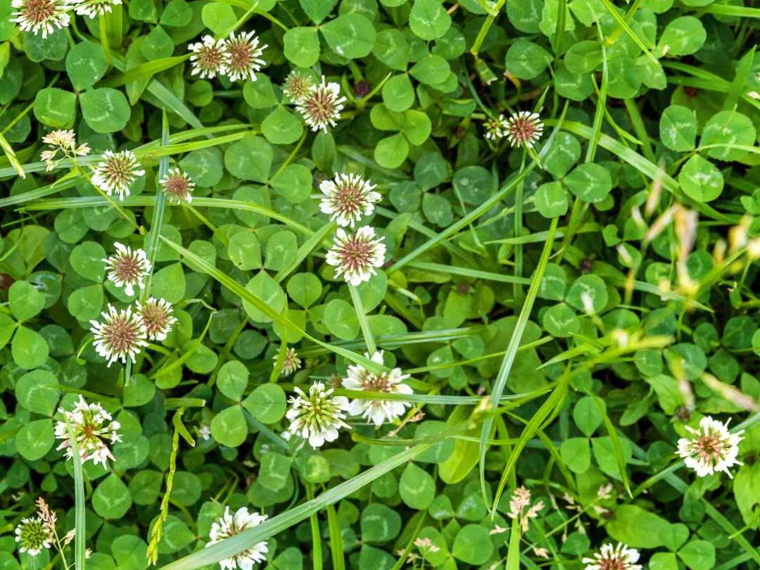 Types Of Lawn Grass & Turf Varieties | Lilydale Instant Lawn