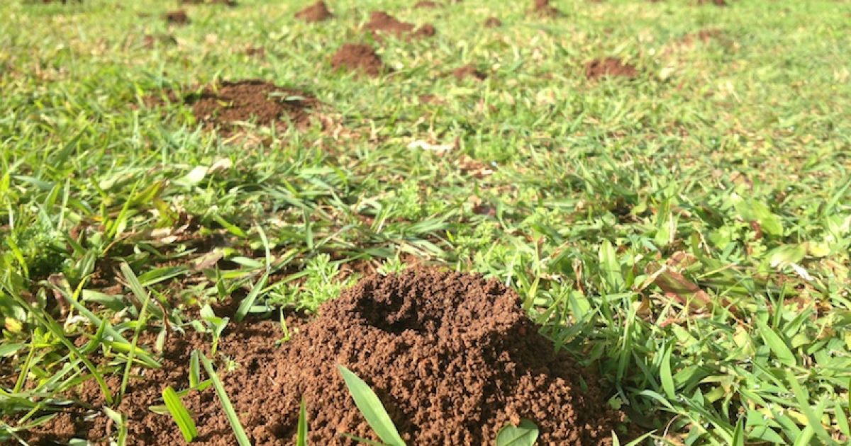 How To Treat Ants In Your Lawn | Ant Control & Prevention