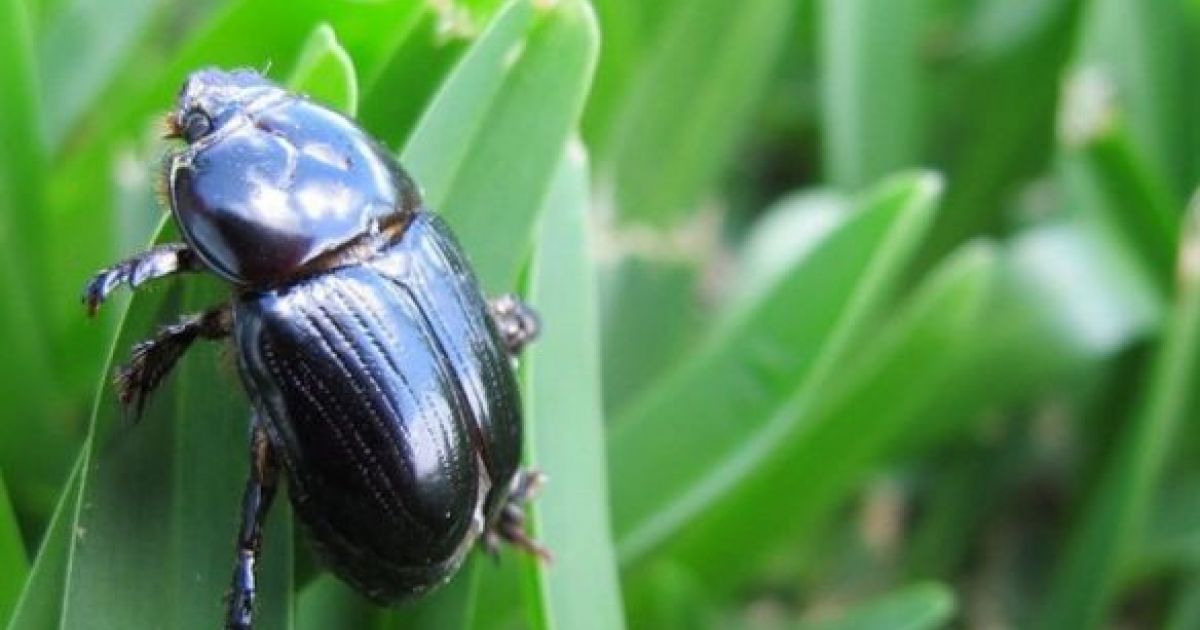 Identify & Fight Lawn Pests | Protect Your Lawn & Garden