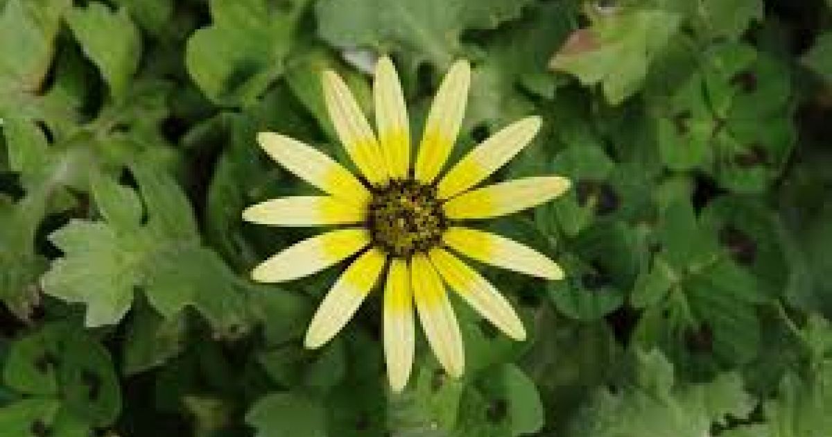 How To Get Rid Of Cape Weed | Weed Removal Tips