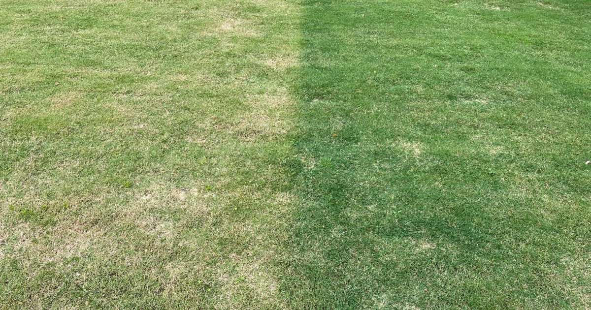 What Is Lawn Paint? | Guide For Application