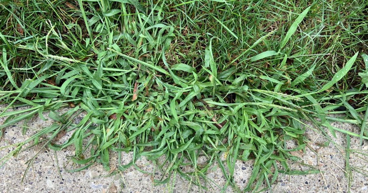 How To Get Rid Of Crabgrass | Effective Strategies