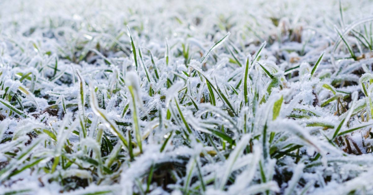 Winter Lawn Care Guide | Protect Your Lawn's Health | Lilydale