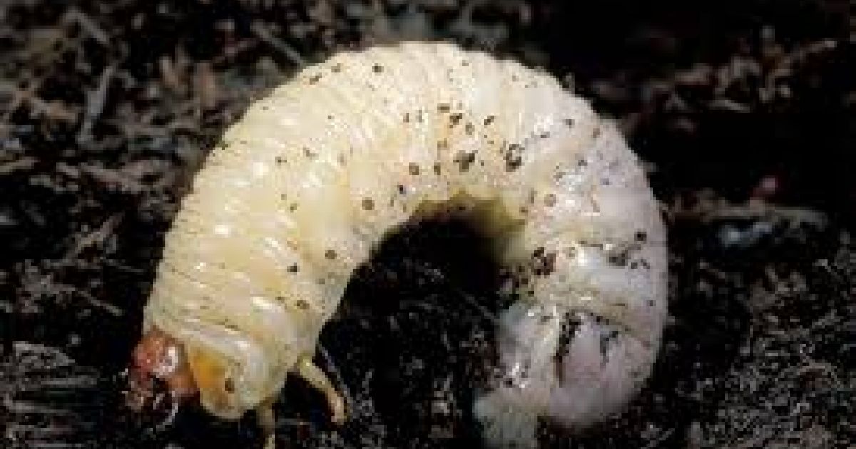 Treating White Curl Grubs | Effective Grub Control