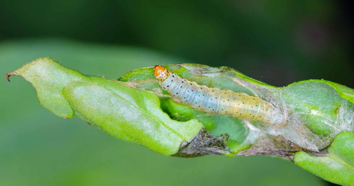 Identify & Fight Lawn Pests | Protect Your Lawn & Garden