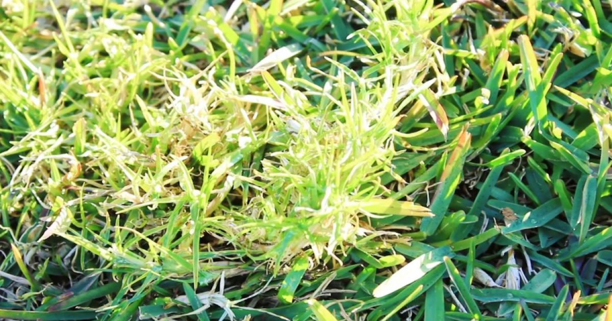 Controlling Invasive Grasses | Effective Control Tips