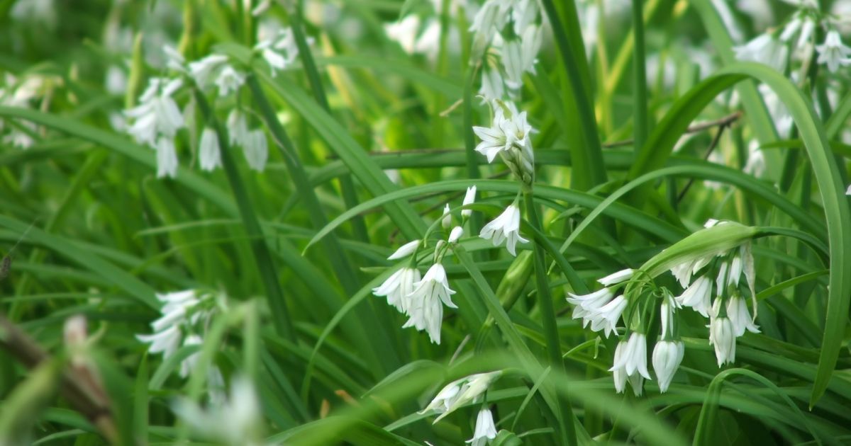 Getting Rid Of Onionweed | Effective Weeding Strategies