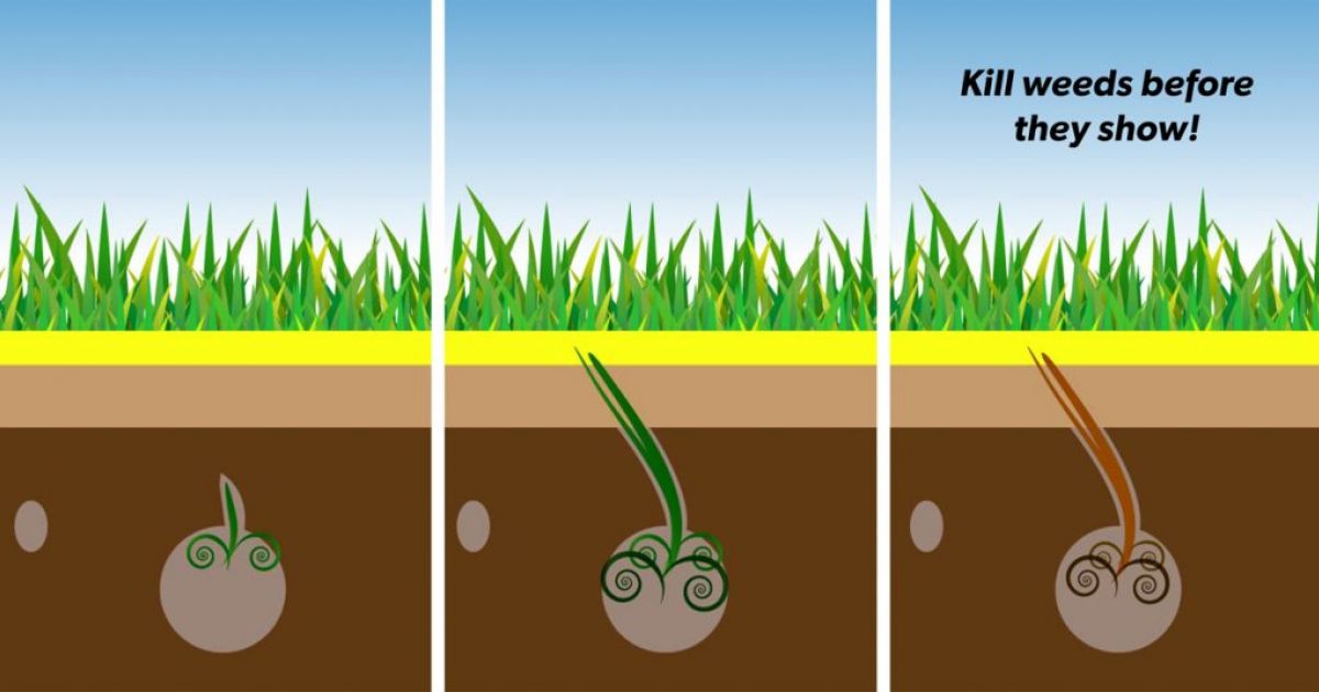 What Is Pre Emergent Weed Killer? | Herbicide Lawn Care Routine