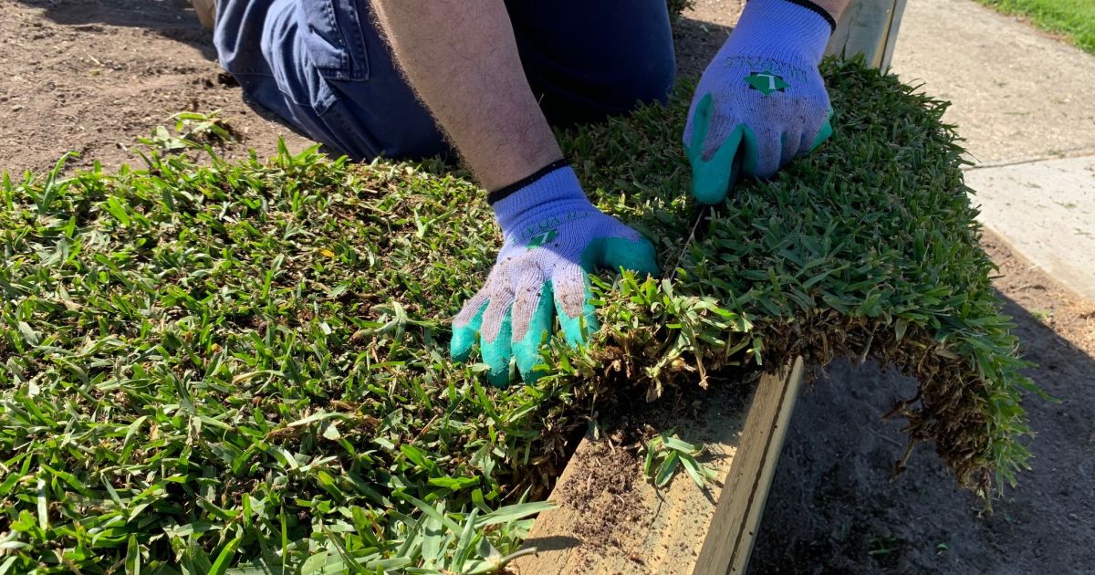 How To Lay Lawn: Step By Step Guide | Lilydale Instant Lawn