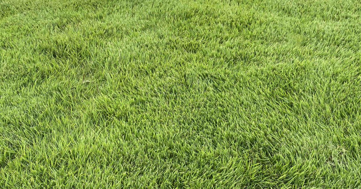 How To Care For New Turf