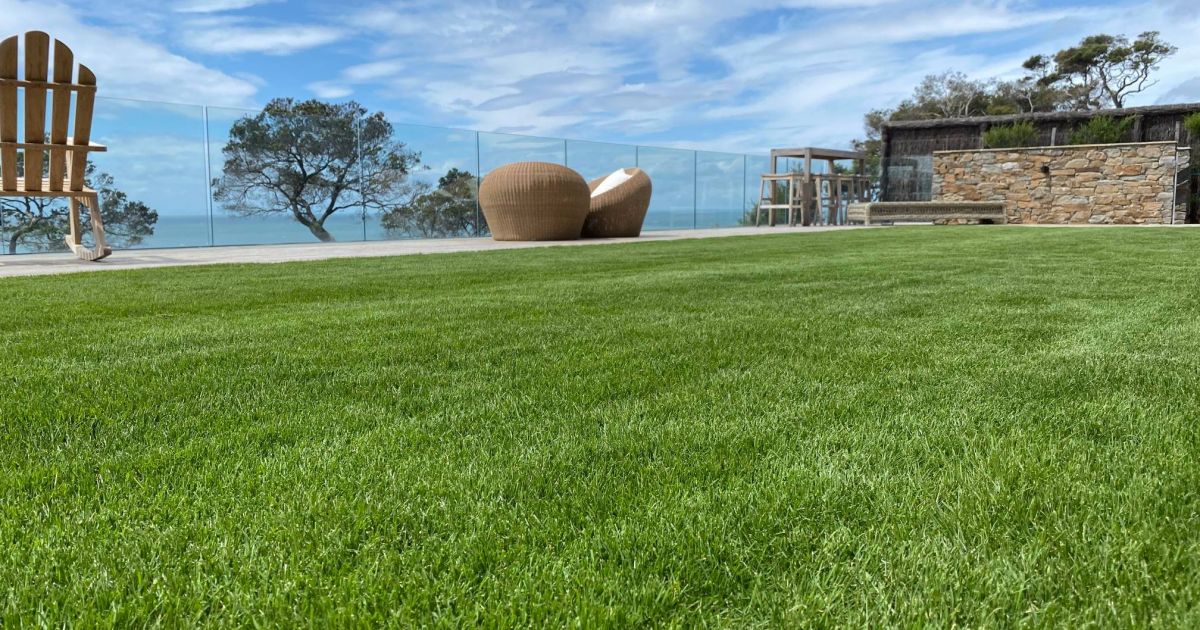 Grass Seed Vs Turf | Which Is Better?