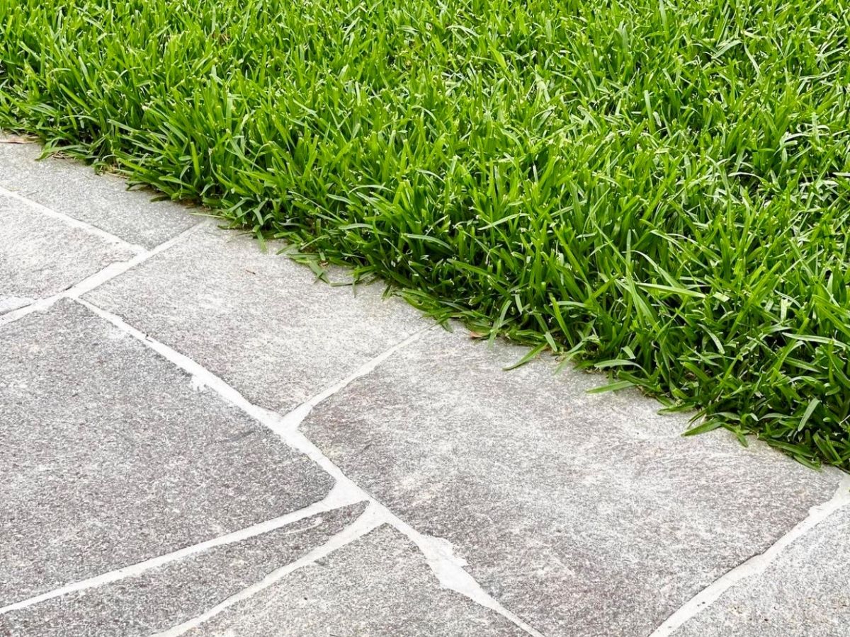 Detecting Lawn Grub Problems | Signs, Symptoms & Solutions