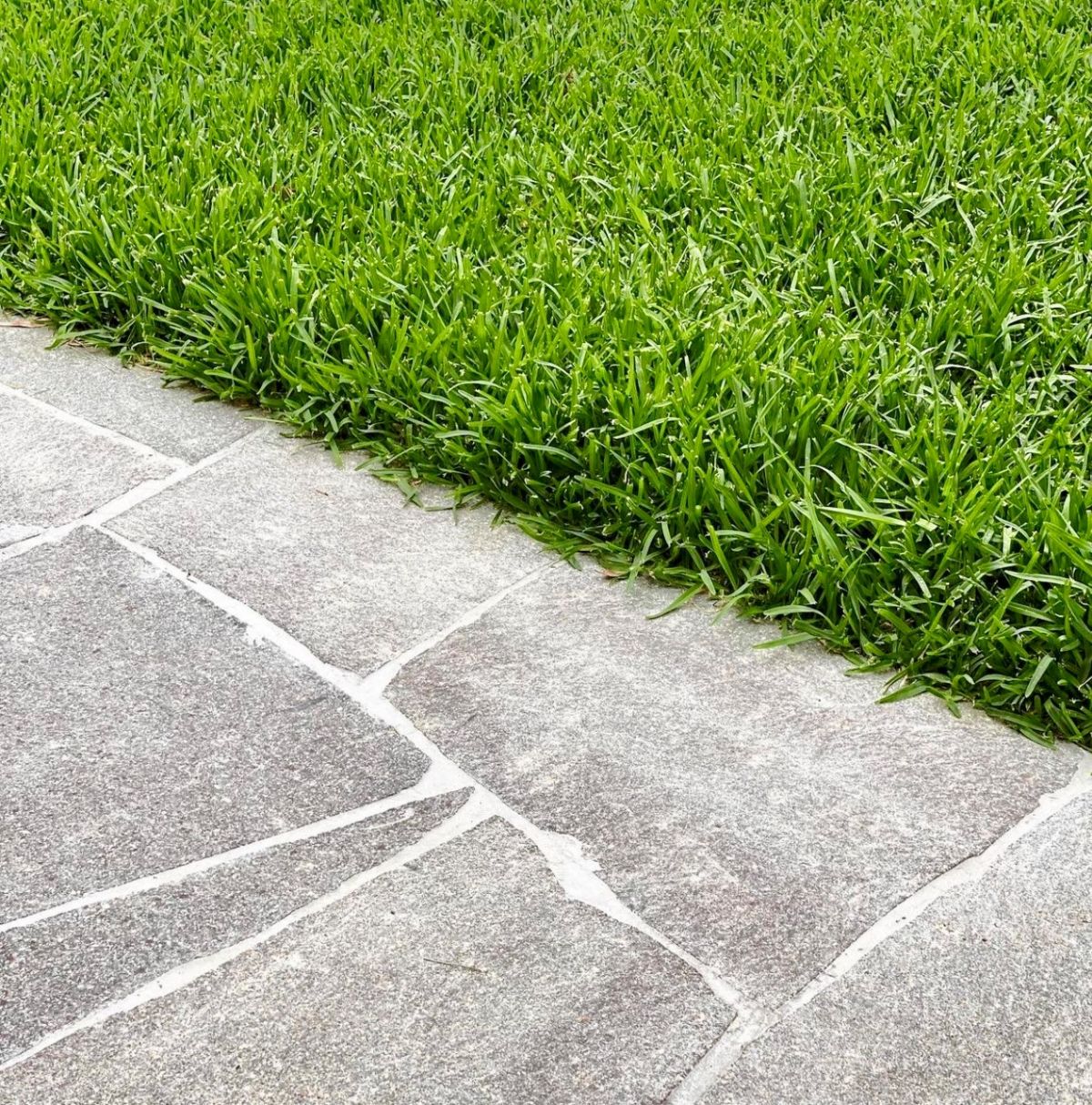 How To Identify Buffalo Grass | Buffalo Grass Indicators