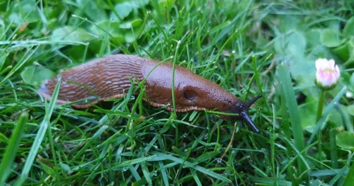 Controlling Snails & Slugs In Your Lawn | Pest Control Tips
