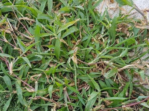 Types Of Lawn Grass & Turf Varieties | Lilydale Instant Lawn