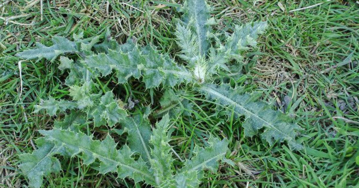 Controlling Thistle Weeds | Weed Control Tips