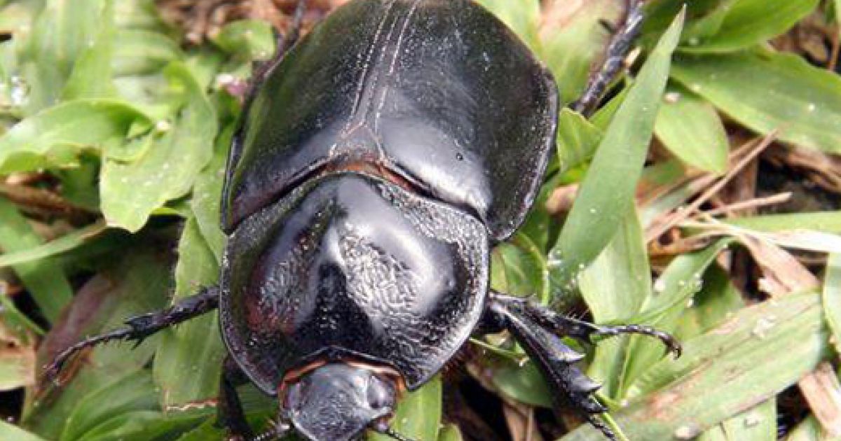 Treating African Black Beetle Damage | Lawn Protection