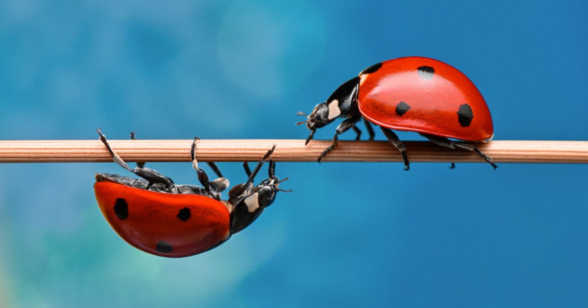 The Good And Bad Bugs In Your Lawn | Bug Identification