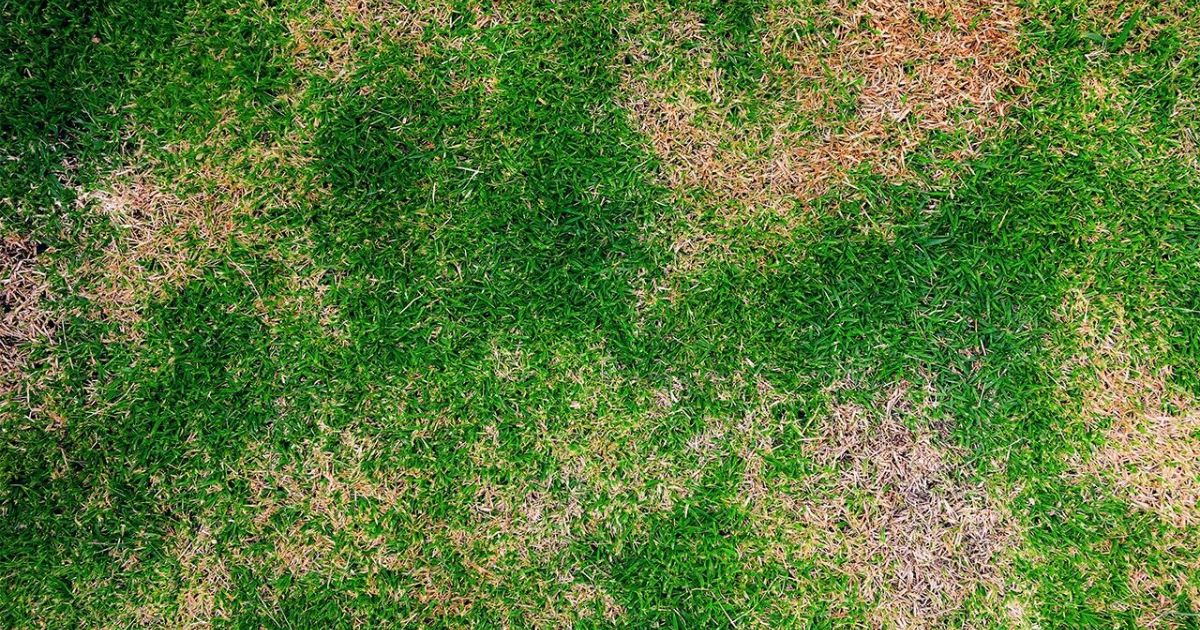 Repairing Your Lawn After Grub Damage | Lawn Restoration