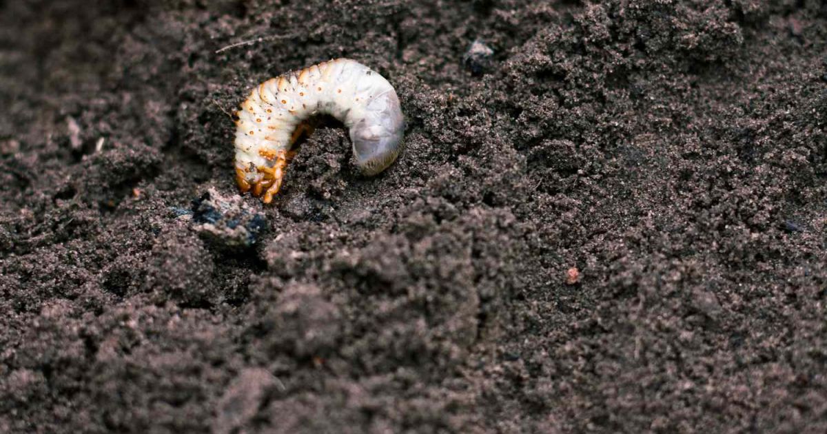 Detecting Lawn Grub Problems | Signs, Symptoms & Solutions