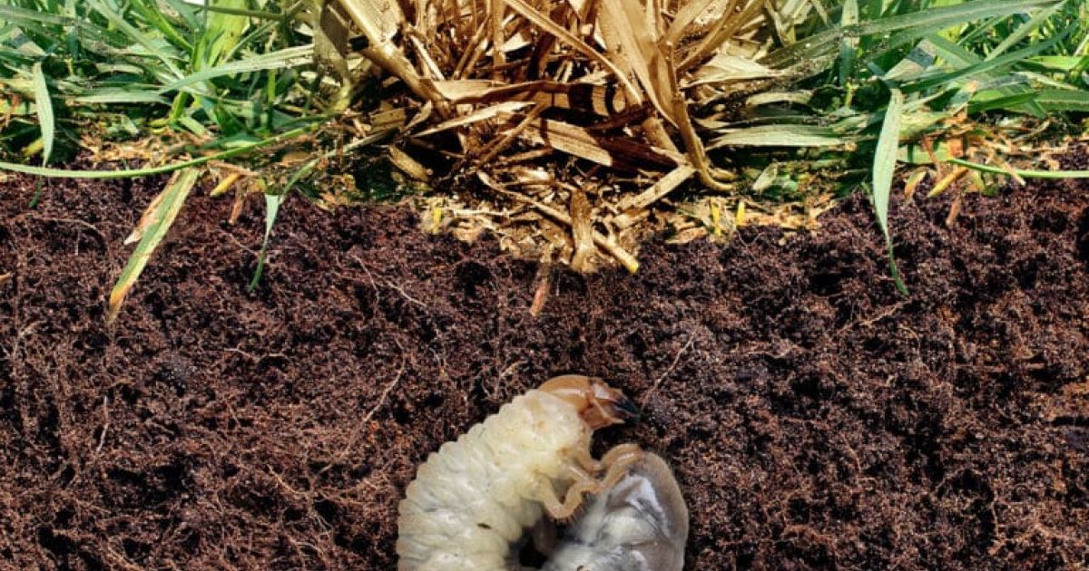 Identifying & Treating Lawn Grubs | Essential Grubs Guide