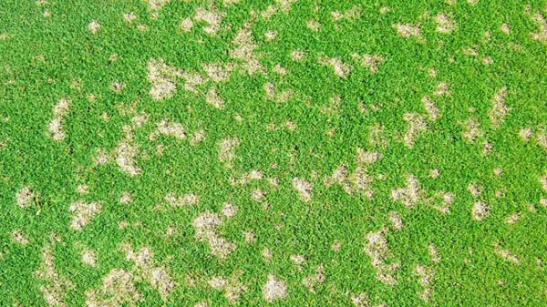 Grass Pest & Disease Control | Expert Turf Advice | Lilydale