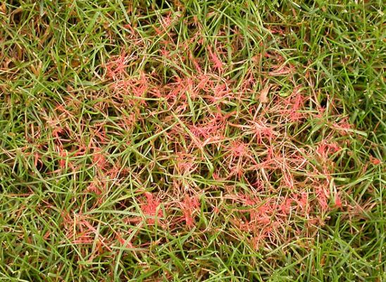 Grass Pest & Disease Control | Expert Turf Advice | Lilydale