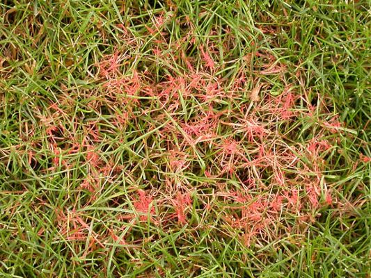 Grass Pest & Disease Control | Expert Turf Advice | Lilydale