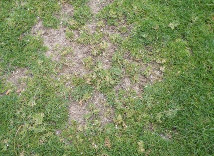 Grass Pest & Disease Control | Expert Turf Advice | Lilydale