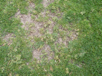 Grass Pest & Disease Control | Expert Turf Advice | Lilydale